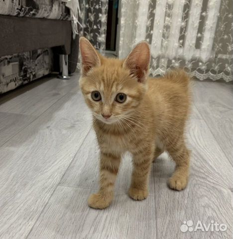 Курильский бобтейл