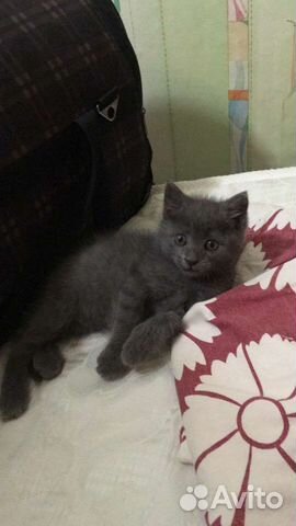 Ищем дом малышке русской голубой породы, 1,5 мес