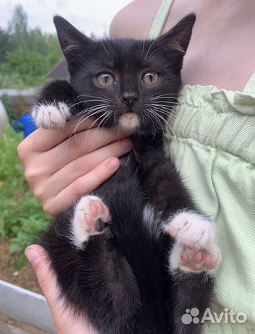 Милая малышка котенок Бусинка 2 месяца в дар