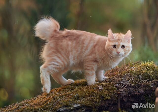 Котёнок курильского бобтейла