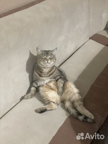 Отдам в хороште руки кошку