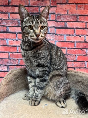 Красавчик кот Маркус 1,5 года