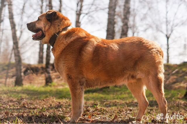 Настоящий бриллиант живёт в приюте