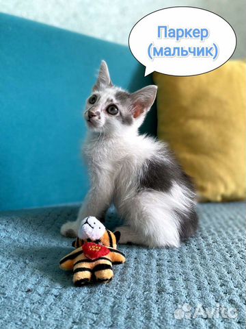 Котята ищут семью
