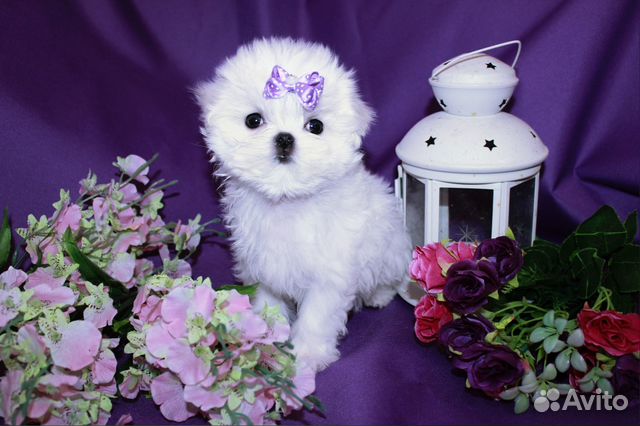 Супер беби-фейс, мини девочка мальтезе 2,5 мес