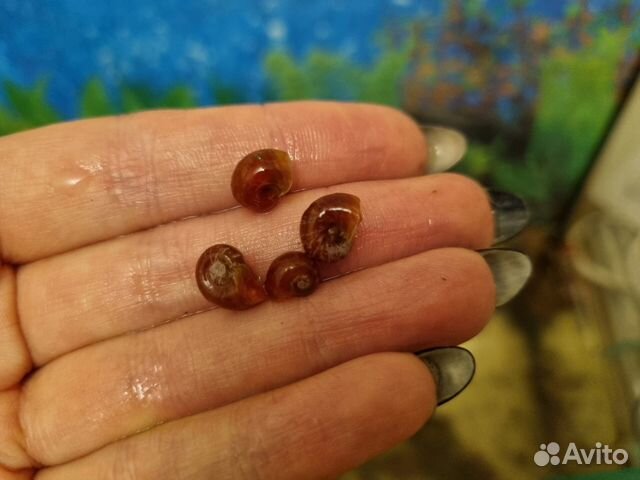 Катушки красные улитки