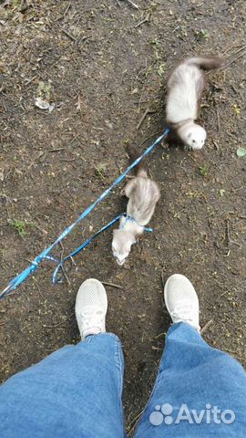 Продаю хорьков