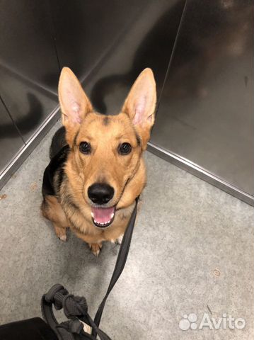 Собака по имени Кит