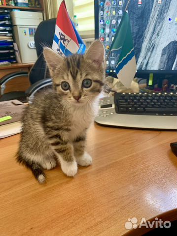 Котенок из приюта ищет заботливую семью