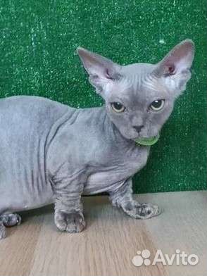 Бамбино девочка с документами