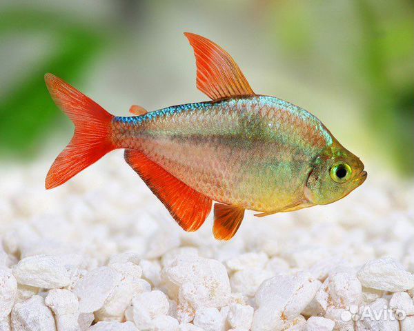 Сапфировая тетра