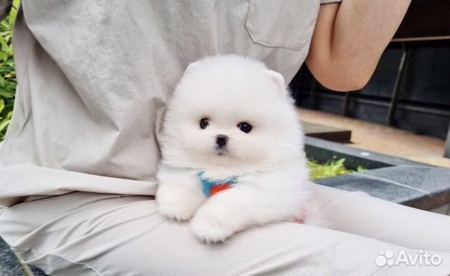 Померанский шпица медвежьего типа супер мини