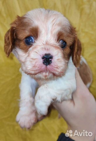 Кавалер Кинг Чарльз Спаниель щенки