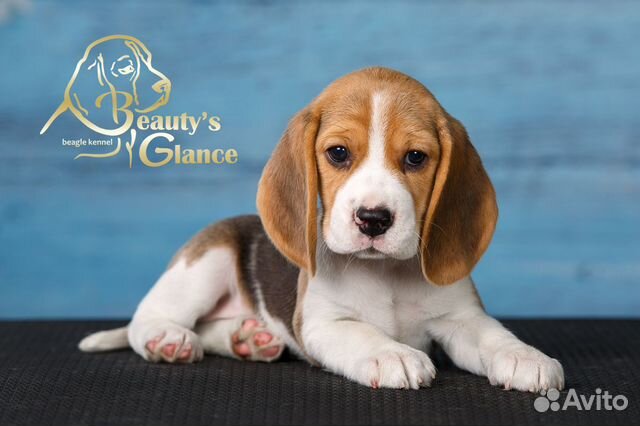 Высокопородные щенки бигль