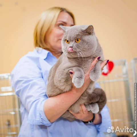 Шикарный британский кот