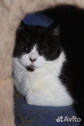 Мальвина, кошка в добрые руки бесплатно