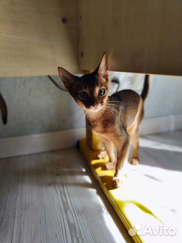 Абиссинские котята в разведение
