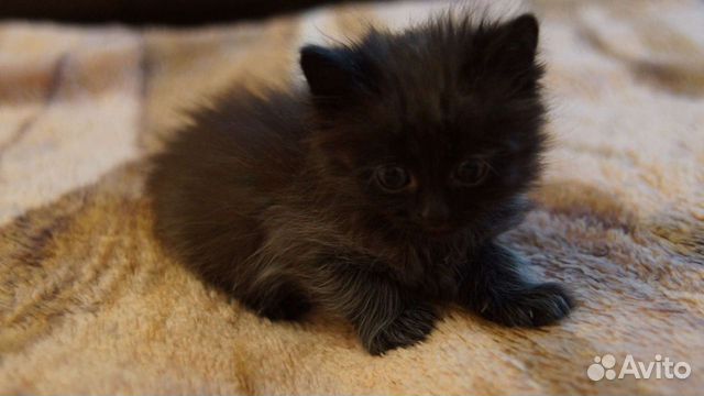 Кошка курильский бобтейл