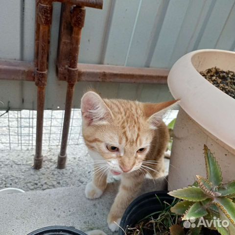 Котёнок. Девочка. Рыжая красотка