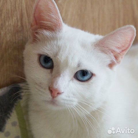 Кошечка Бусинка в добрые руки