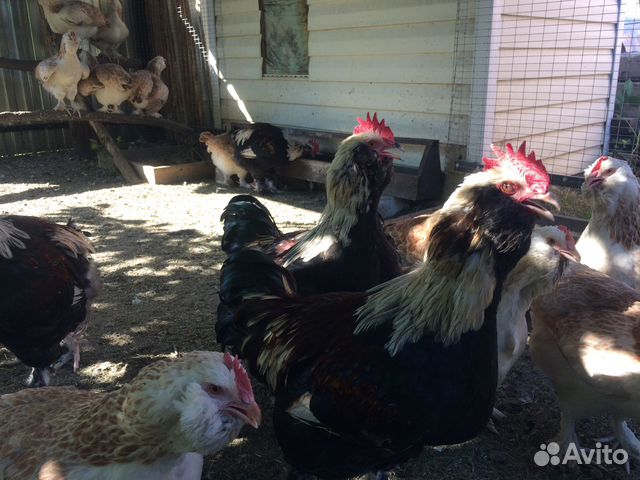 Петушки Фавероль лососевая