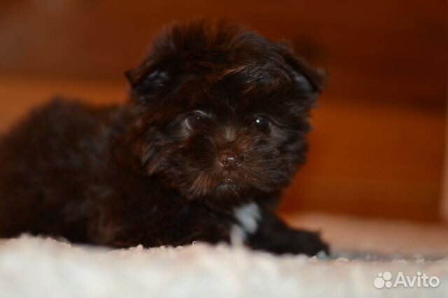 Шоколадная конфетка