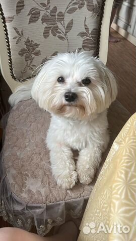 Мальтезе мальчик для вязки