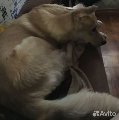 Отдам собаку Алабая (помесь)