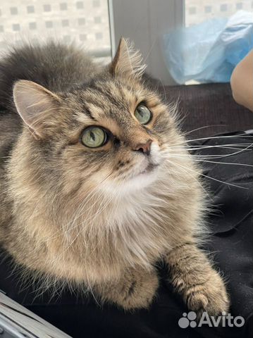 Сибирский кот
