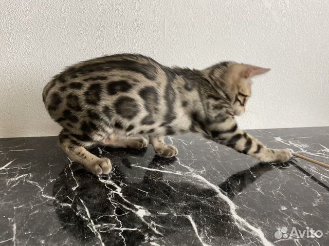 Бенгальские котята