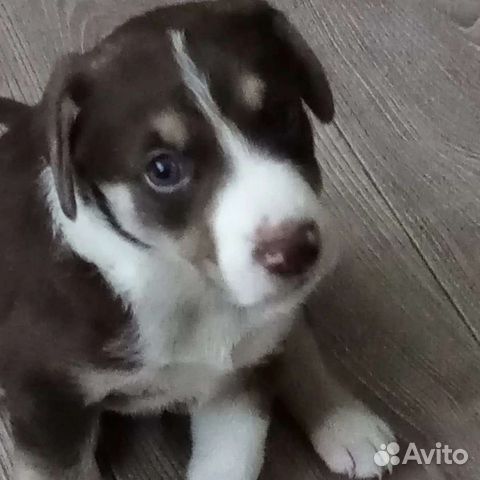 Щенок в добрые руки бесплатно