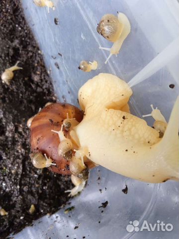 Улитки ахатины альбиносы