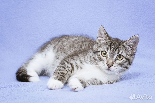 Котенок Лилуша