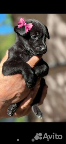 Щенок 1.5 девочка