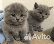 Шотландская