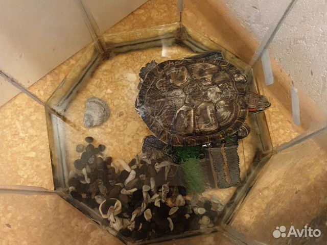 Черепаха с аквариумом