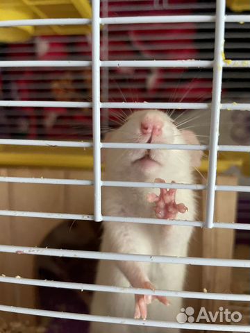 Крыса домашняя