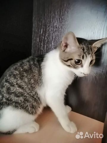 Кошечку отдам бесплатно (3 месяца)