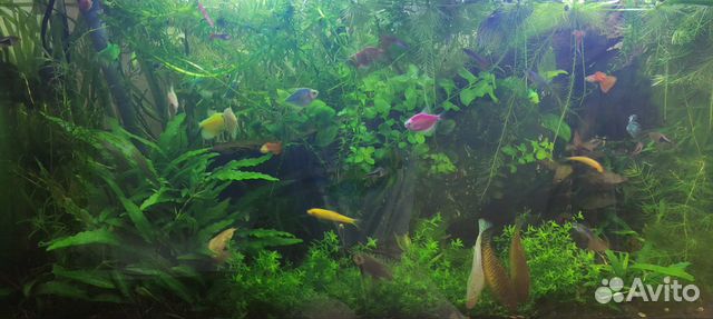 Аквариумное растение