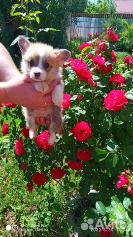 Вельш-корги пемброк с документами