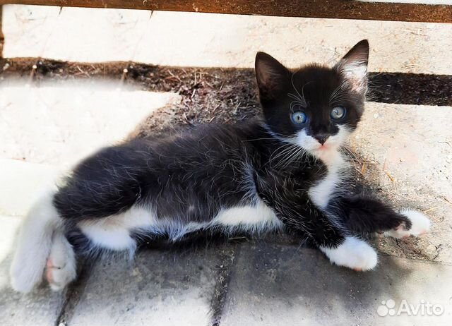 Котёнок Волшебный