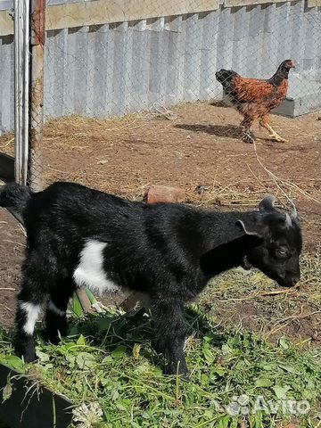 Козлятки и коза