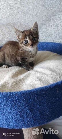 Котик в подарок лоток