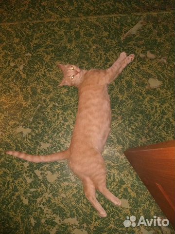 Котик ищет дом