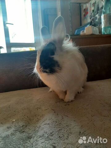 Декоративные кролики