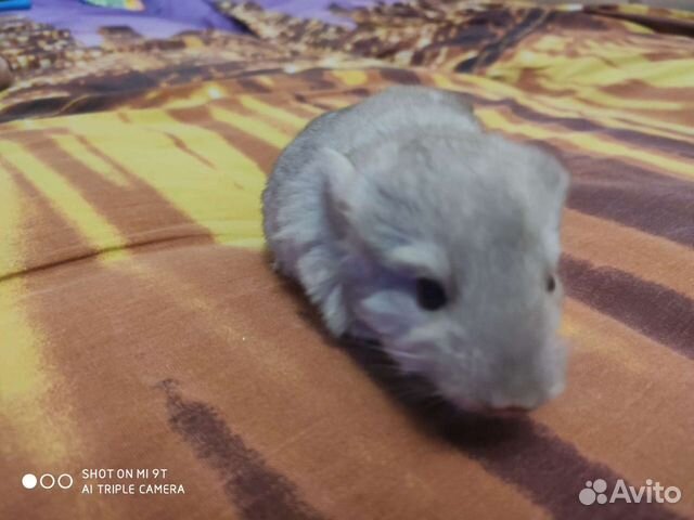 Продам шиншиллу