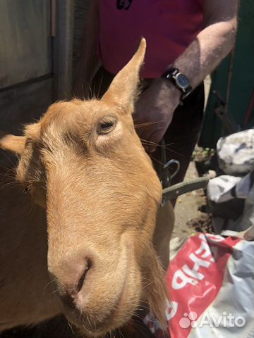 Продаю Козу дойную