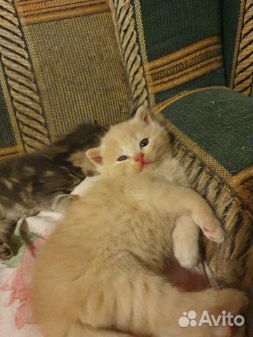 Котята мальчики