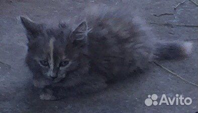 Необычные котята,живут при санатории