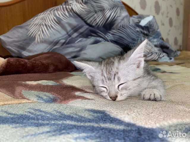 Котенок 2,5 мес бесплатно